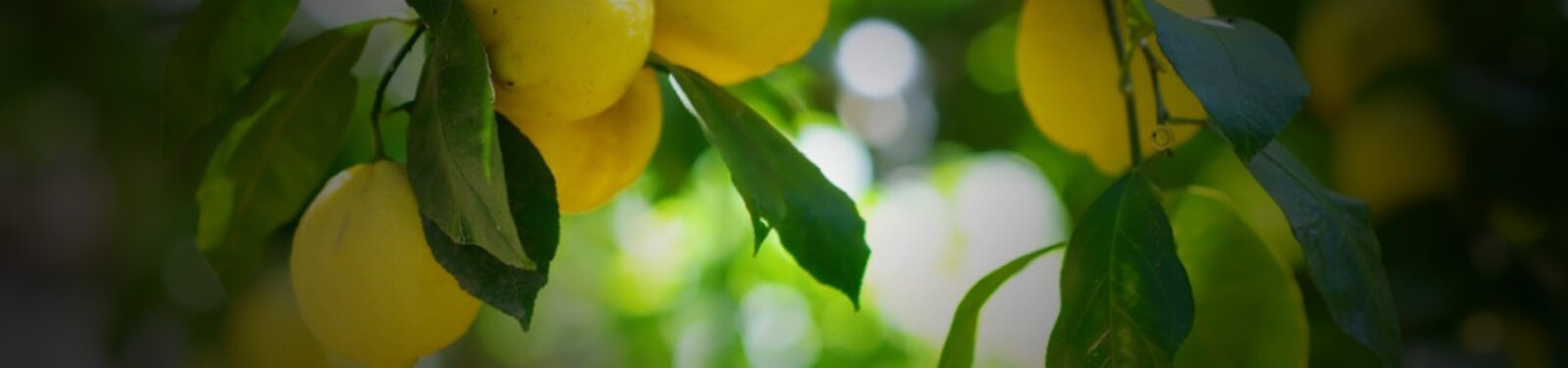 Full Fresh Produce, LLC